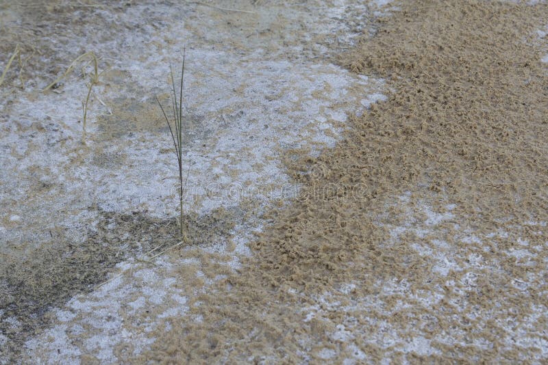 Salty soil stock photo. Image of dirt, earth, closeup - 188750808