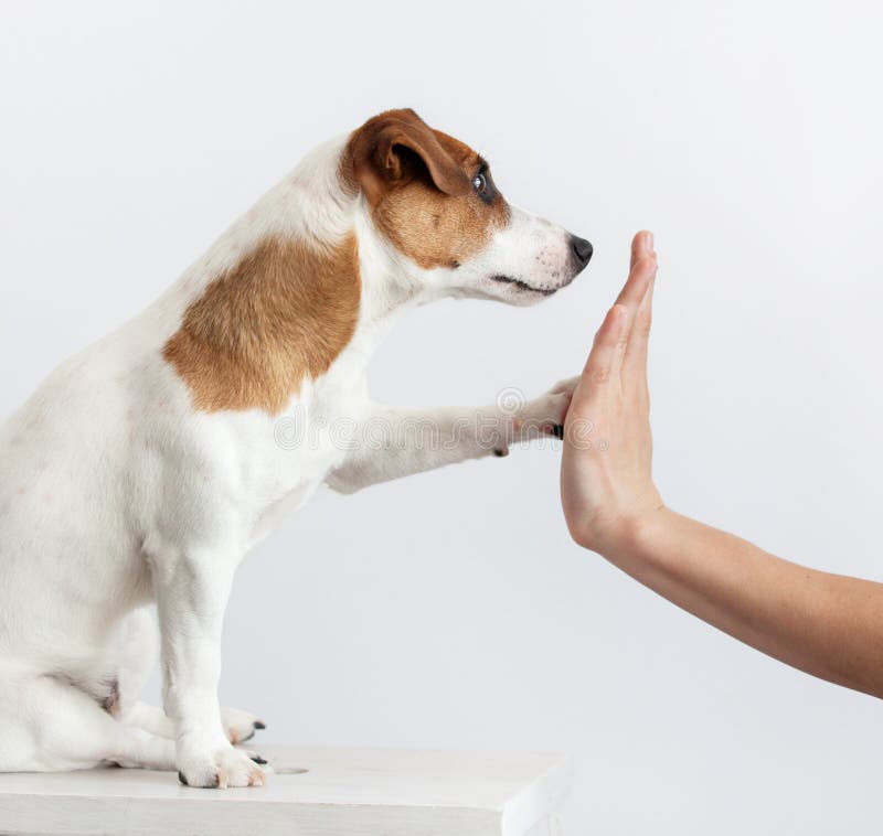 Saludo Y Ser Humano Del Perro Imagen de archivo - Imagen de lindo ...