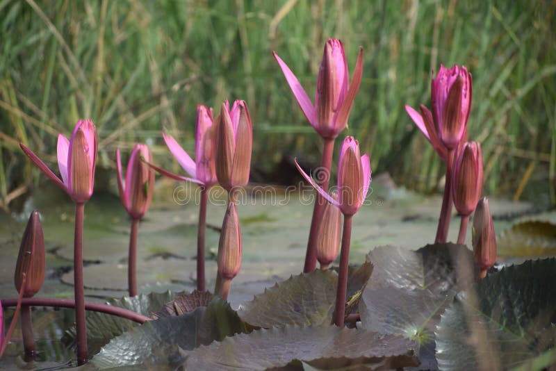 Pink saluk full hd picture stock image. Image of full - 165196179