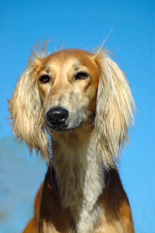 Saluki stock photo. Image of animal, drop, conceptual - 35120252