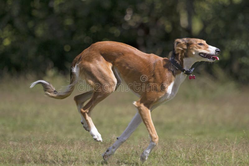 Saluki Cross Greyhound Walking Outdoors. Stock Photo - Image of view ...