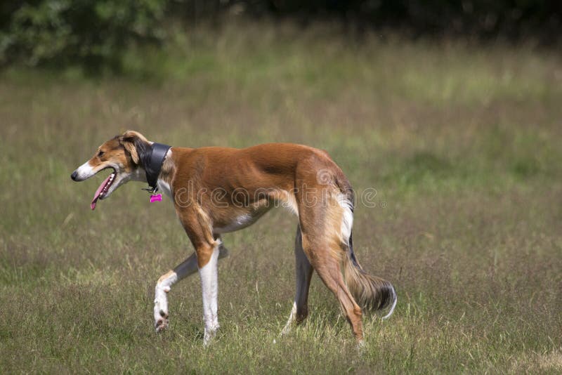 Saluki Cross Greyhound Running Outdoors. Stock Photo - Image of saluki ...