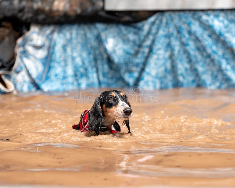 Saluki Dog in a Muddy Pit of Water Stock Photo - Image of saluki, race ...