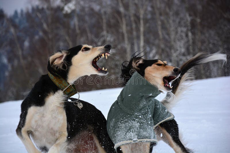 Saluki fight stock photo. Image of mountains, greyhound - 50238280