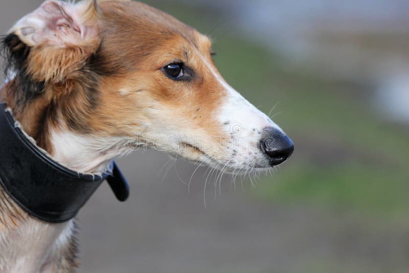 Saluki Cross Greyhound Walking Outdoors. Stock Photo - Image of view ...