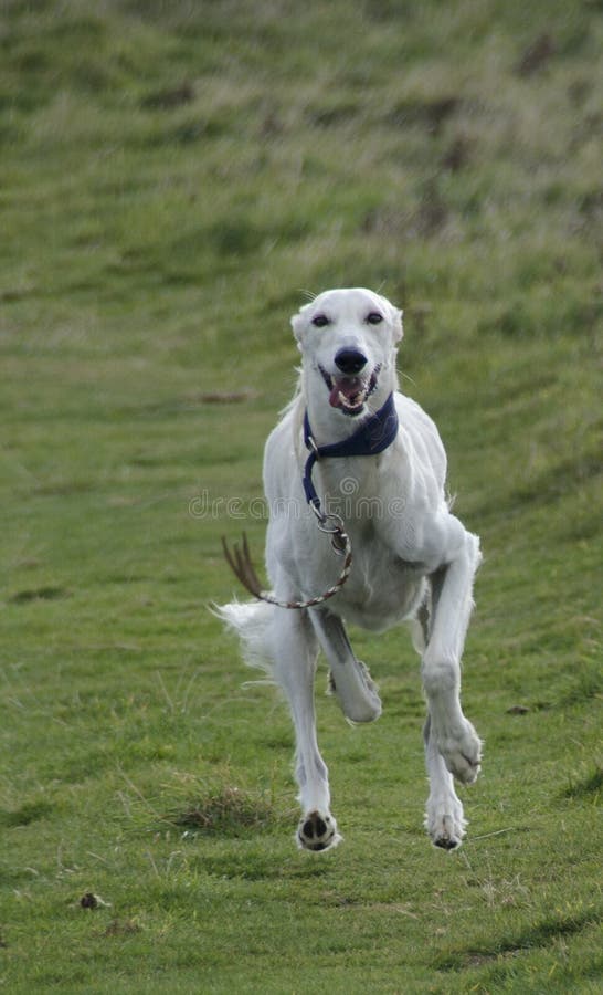 Saluki dog race stock photo. Image of middle, racing - 49707494