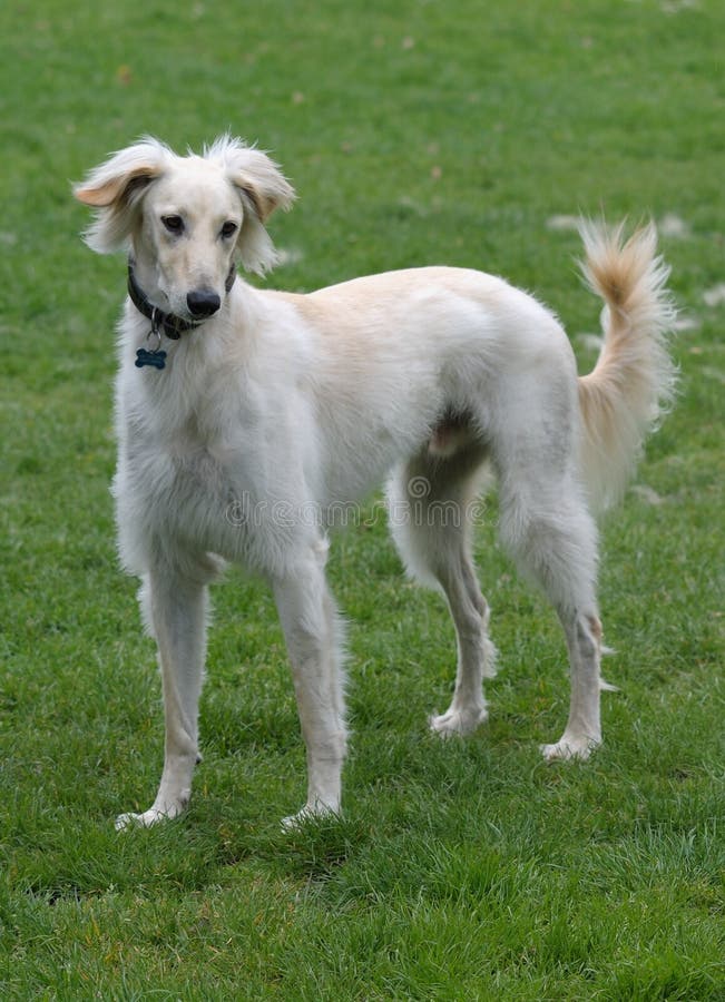 Saluki Male, with a Feathered Coat Stock Photo - Image of saluki ...