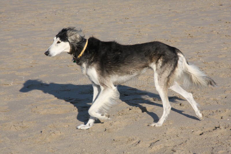 Saluki - Silver Grizzle Coated Variety Stock Image - Image of howl ...