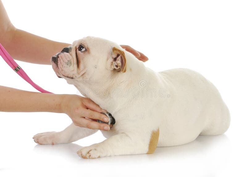 Salute degli animali immagine stock. Immagine di cura - 20479581