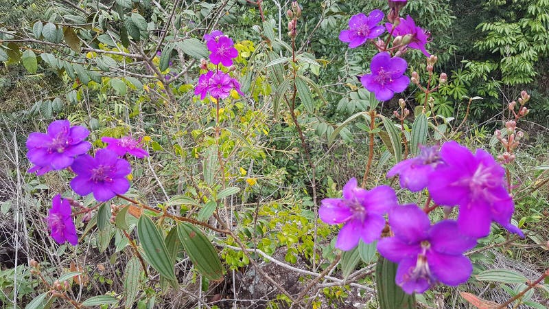 Salve Flowers 3 stock photo. Image of plant, lilac, tree - 221431790