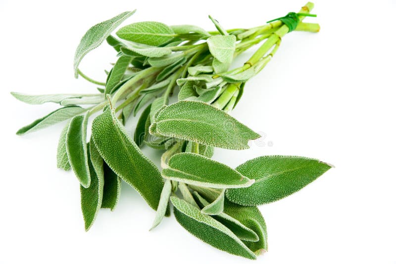 Salvia fotografia stock. Immagine di organico, condimento - 18245552