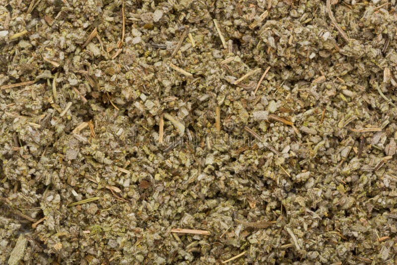 Salvia Apitana De Salvia Blanca Seca Imagen de archivo - Imagen de ...