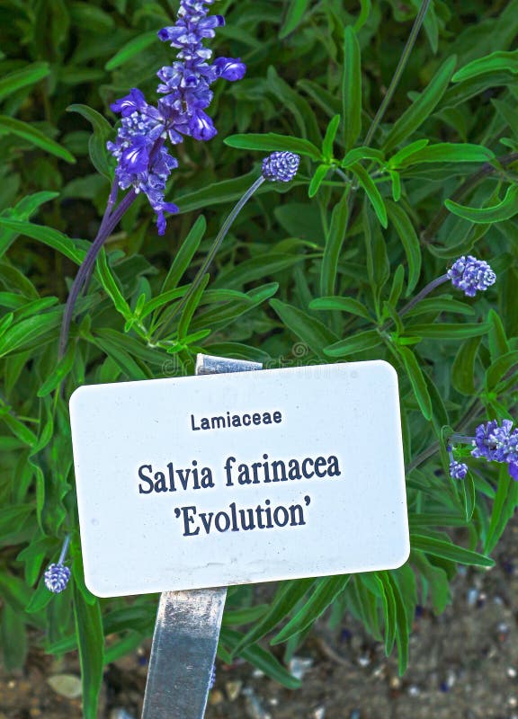 Salvia farinacea Evolution stock image. Image of looks - 118582577