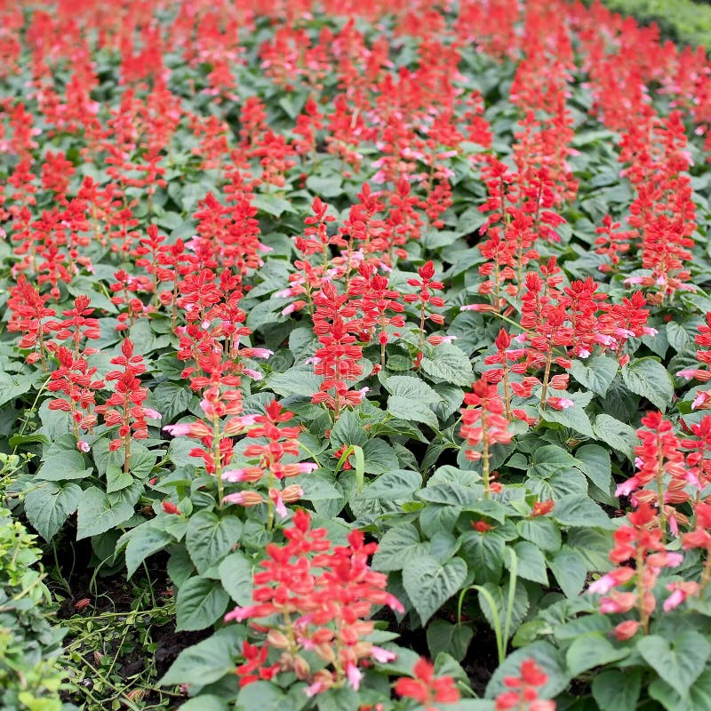 Salvia flower stock photo. Image of flower, salvia, floral - 51093438