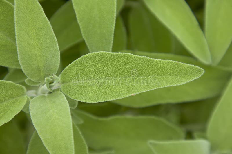 Salvia leaf stock photo. Image of plant, flavor, dish - 94007872
