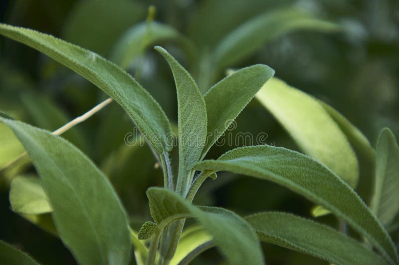 Salvia leaf stock image. Image of officinalis, salvia - 95249199