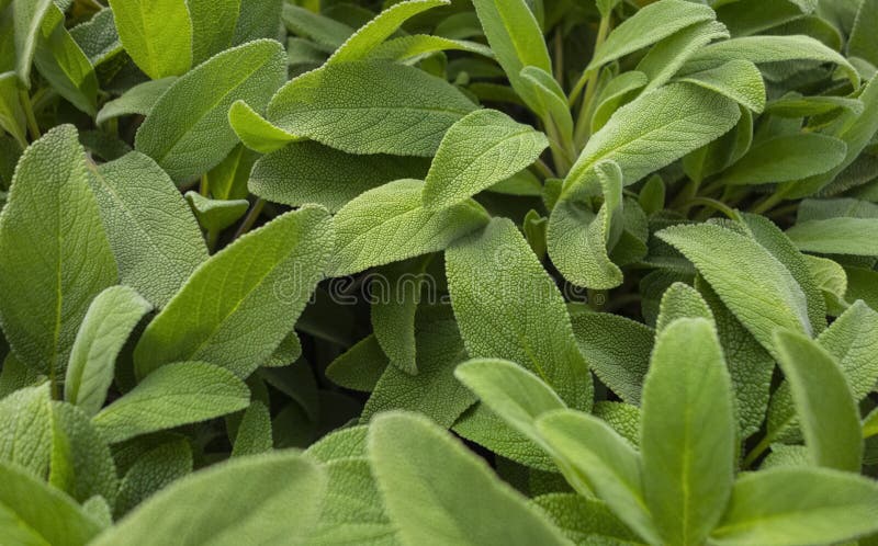Salvia leaves stock photo. Image of botany, condiment - 177261374