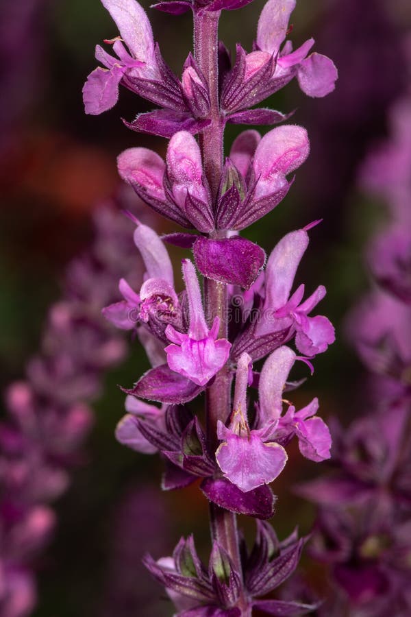 Rose Wine Salvia stock image. Image of background, flower - 194154919