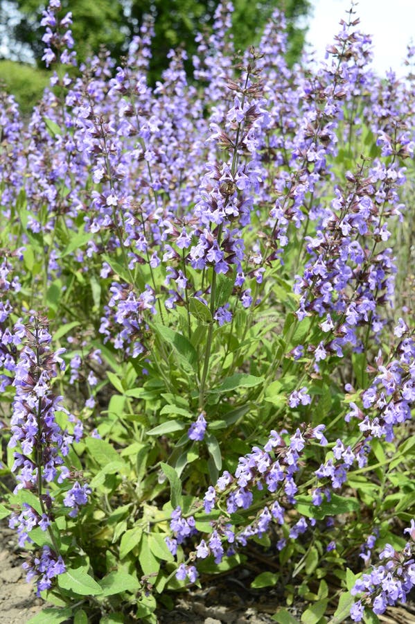 Salvia Officinalis Con Flores Violetas Imagen de archivo - Imagen de ...