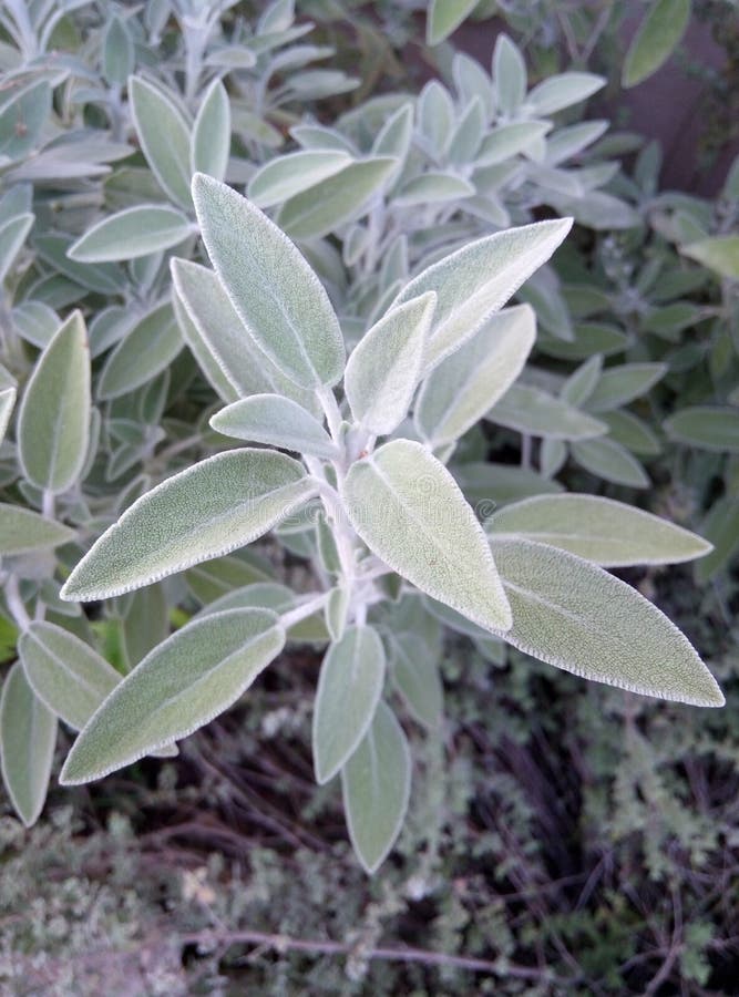 Salvia Officinalis Sage Plant Stock Image - Image of leafs, officinalis ...