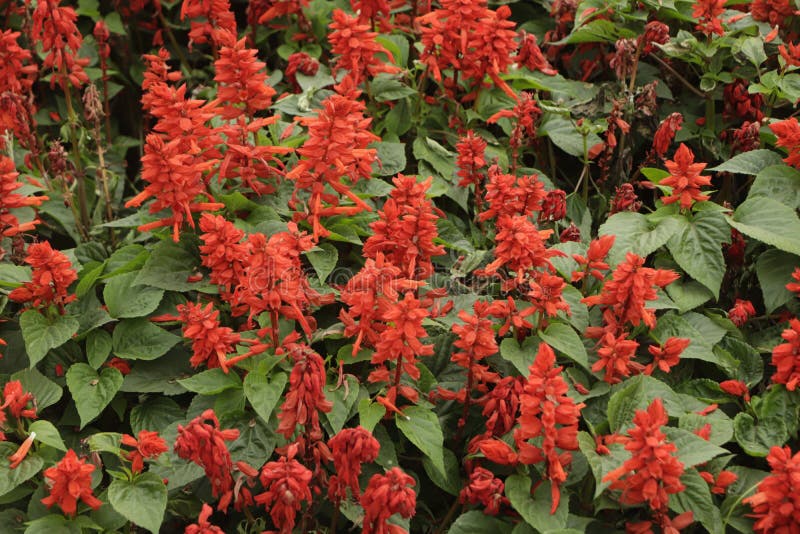 Salvia Roja Splendens Fondo De Cierre Imagen de archivo - Imagen de ...