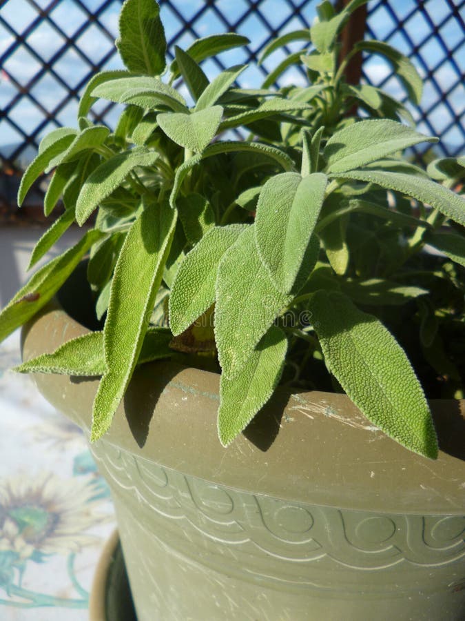Salvia, Sage in a Flower Pot Stock Image - Image of color, flower ...
