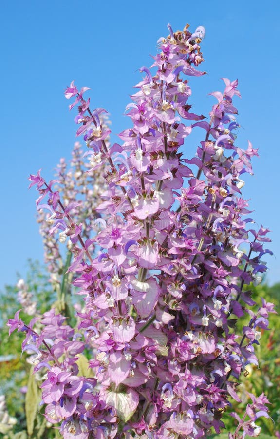 Salvia Sclarea Odorous Herb Stock Photo - Image of pink, odour: 10146748