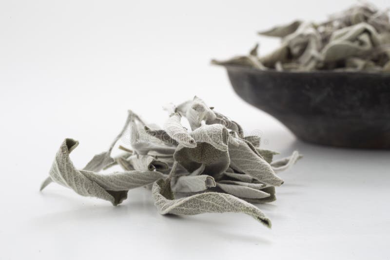 Salvia Seca En Suelo Blanco Foto de archivo - Imagen de tierra, primer ...