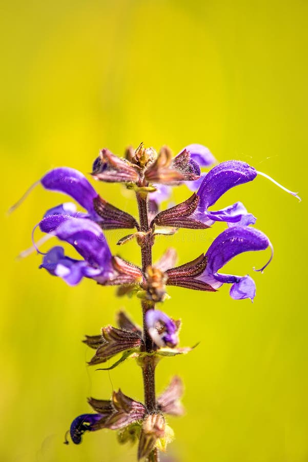 Salvia Selvatica Con Il Fiore Immagine Stock - Immagine di chiusura ...