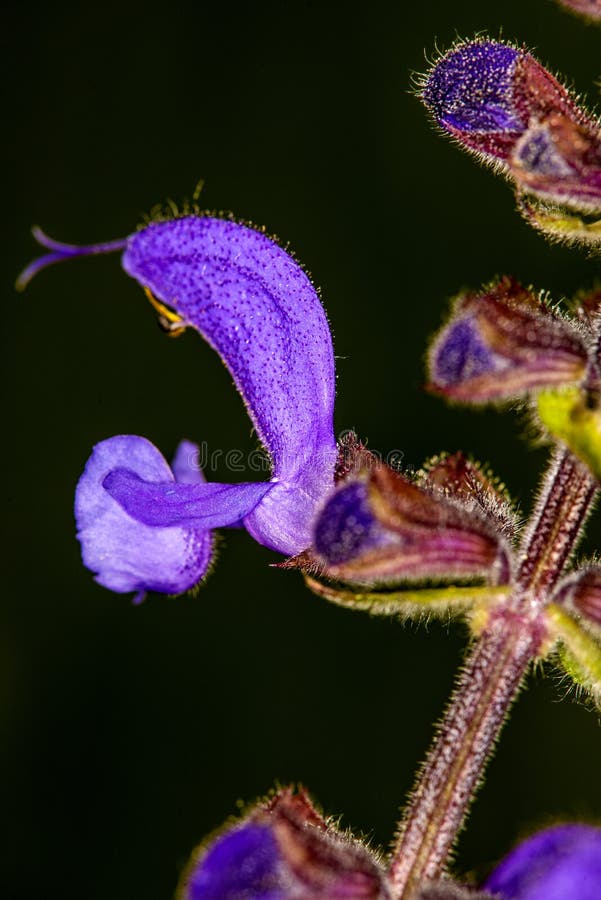 Salvia Selvatica Con Il Fiore Immagine Stock - Immagine di chiusura ...