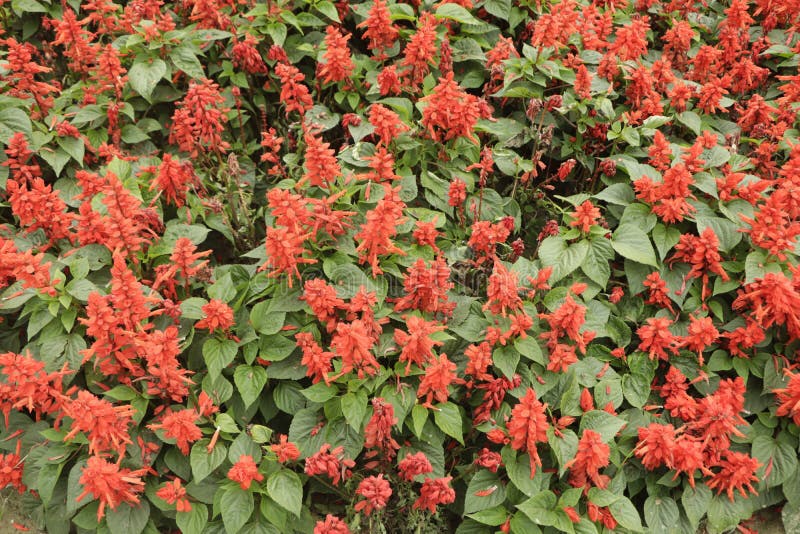 Salvia Splendens & X28;Scarlet Sage or Tropical Sage Stock Image ...