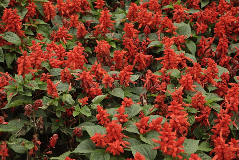 Salvia Splendens & X28;Scarlet Sage or Tropical Sage Stock Image ...