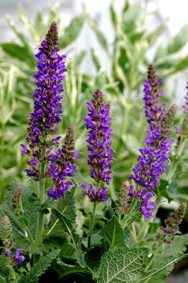 A Group of Salvia X Sylvestris May Night Flowers Stock Photo - Image of ...