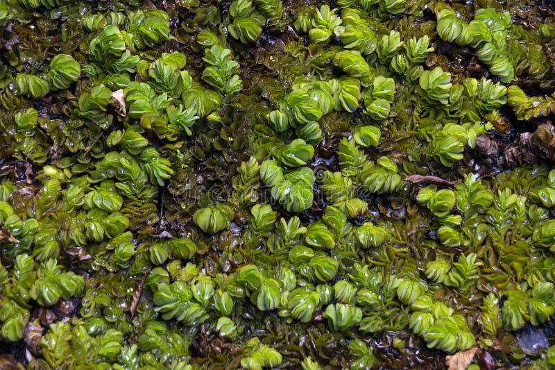 Salvinia on the Surface of the Pond Stock Image - Image of leaf, fall ...