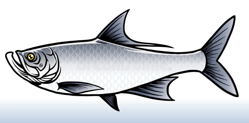 Tarpon Stock Illustrations – 158 Tarpon Stock Illustrations, Vectors ...