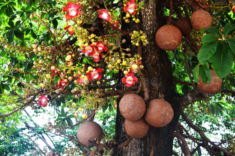 Salzbaum-Kanonenkugelbaum stockfoto. Bild von rosa, asien - 41381286