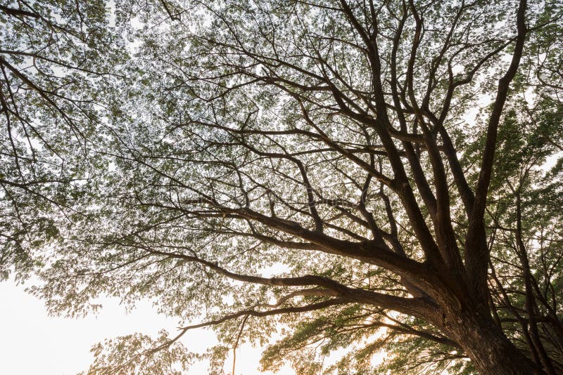 Samanea Saman, Big Rain Tree with Sunlight Stock Image - Image of ...