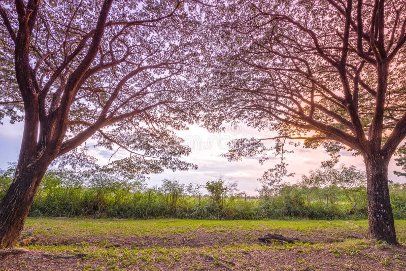 Samanea Saman or Big Rain Tree at Sunset Stock Image - Image of samanea ...
