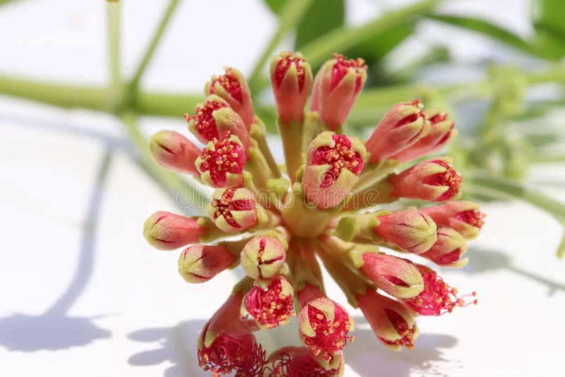 Samanea saman stock photo. Image of macro, bloom, natural - 198501752