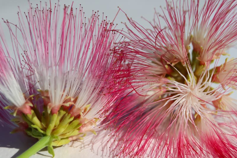Samanea saman stock photo. Image of fruit, fresh, foliage - 198501882
