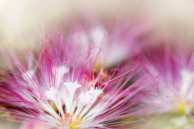 Samanea Saman Flower,Rain Tree, East Indian Walnut Stock Photo - Image ...