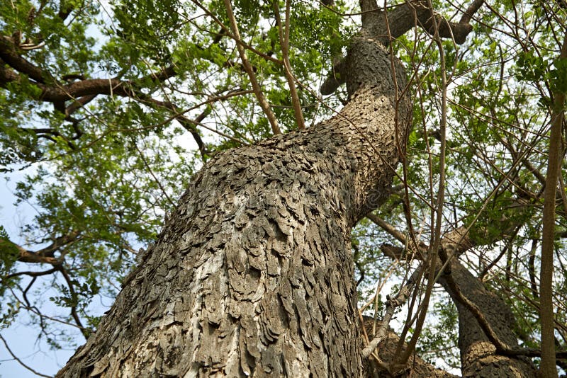 Samanea saman stock photo. Image of life, stem, plant - 49781456