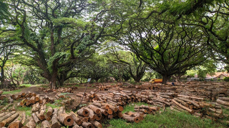 Samanea Saman Garden stock photo. Image of vegetation - 264747130