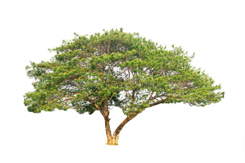 Samanea Saman, Isolated Tree on White Background, Rain Isolated Tree on ...