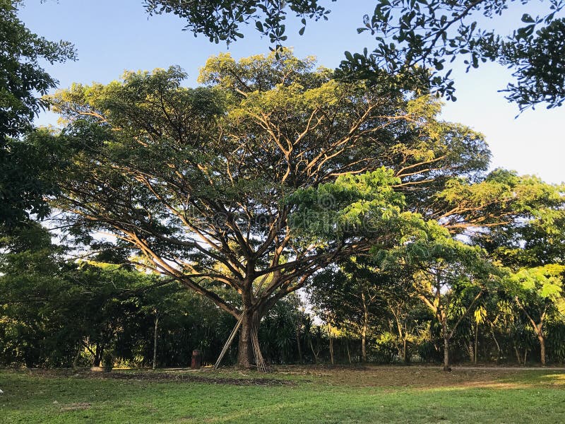 Samanea Saman or Rain Tree or Monkey Pod Tree in Thailand. Stock Image ...