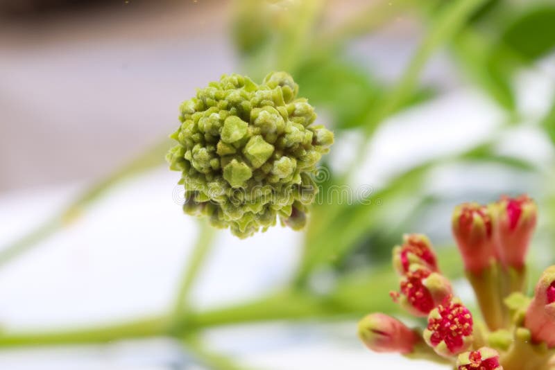 Samanea saman stock image. Image of food, fresh, organic - 198501759