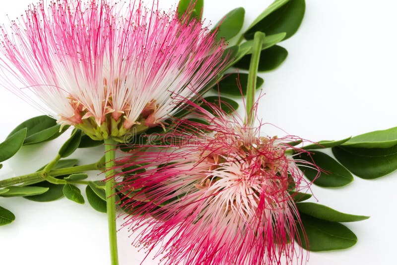 Samanea saman stock image. Image of background, green - 198501825