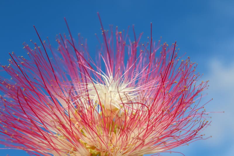Samanea saman stock image. Image of dessert, blooming - 198501895