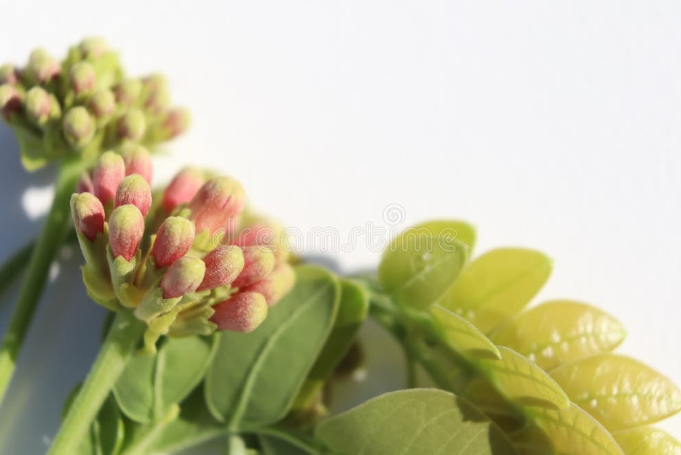 Samanea saman stock image. Image of bloom, macro, flower - 198501905