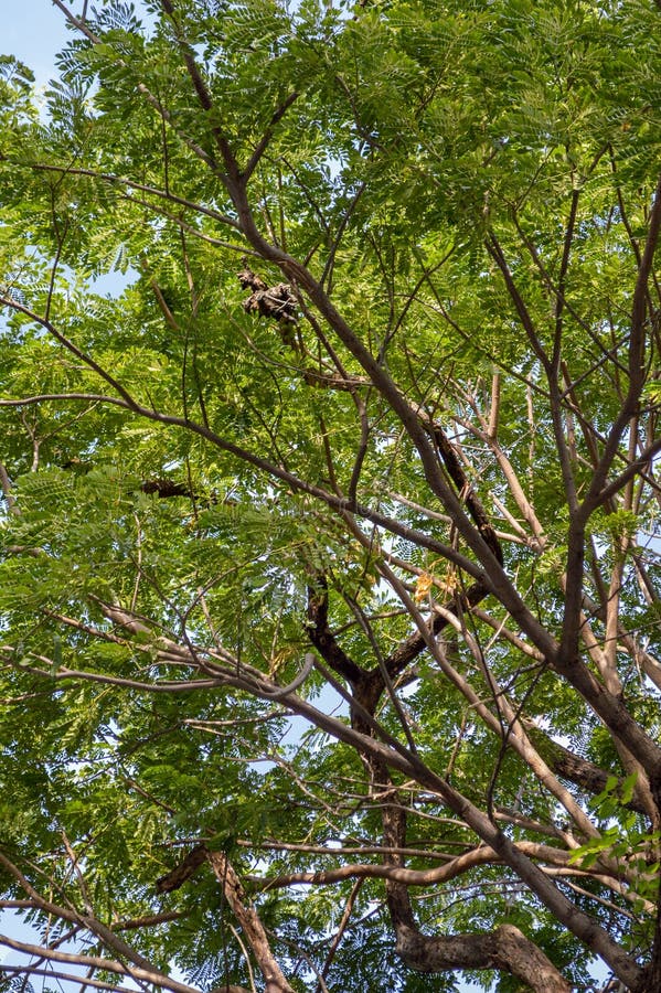 Samanea saman tree stock image. Image of saman, samanea - 75563571